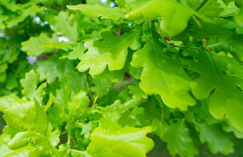 Oak leaves close-up stock photo. Image of trees, forest - 142796068