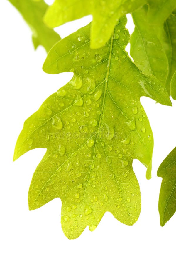 Oak Leaves Covered Water Drops Isolated on White Stock Image - Image of ...
