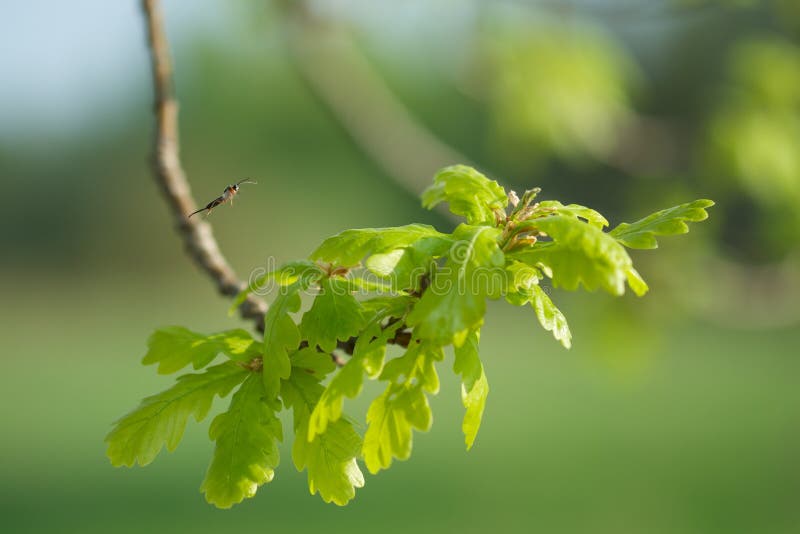 Oak leaves stock image. Image of spring, insect, nature - 49319949