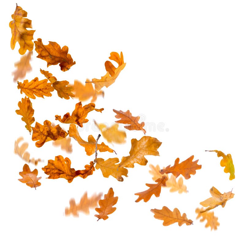 Oak leaves falling stock photo. Image of leaves, celebration - 32227524