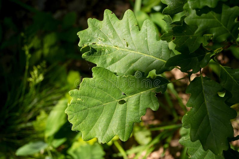 Oak leaves stock image. Image of tree, green, closeup - 321888889
