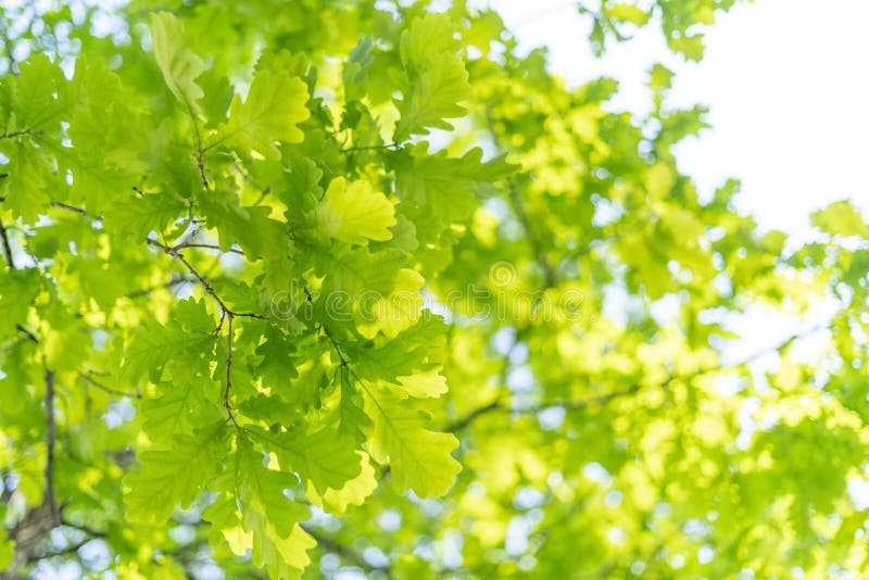 Oak Leaves, Green Spring Backgroun Stock Photo - Image of color, nature ...