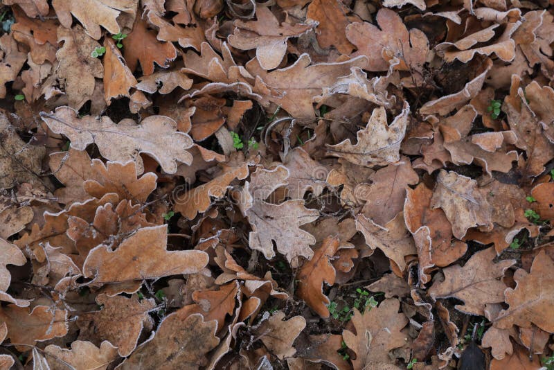 Oak Leaves on the Ground Close Up Stock Image - Image of yellow, season ...