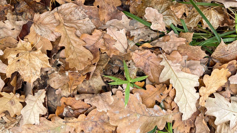 Oak Leaves on the Ground in the Forest Stock Image - Image of ground ...