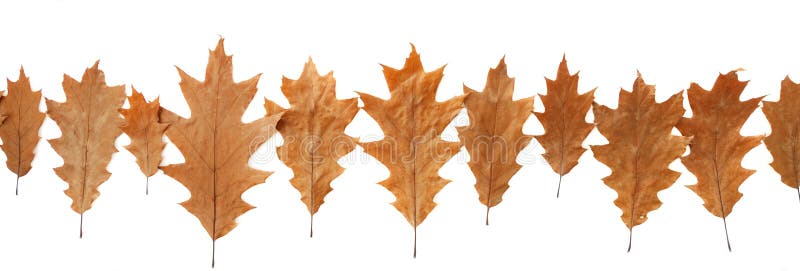 Oak leaves header stock photo. Image of autumn, backgrounds - 11413146