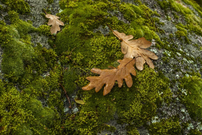 Oak Leaves on the Moss of a Stone in Autumn Stock Photo - Image of ...