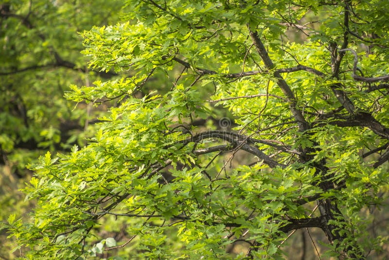 Oak Leaves in Spring stock image. Image of background - 71136111