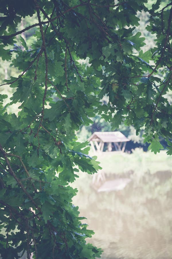 Oak Leaves View Resting Place Stock Photos - Free & Royalty-Free Stock ...