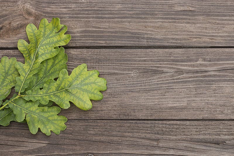 Oak Leaves on Wooden Background Stock Photo - Image of leaf, bright ...
