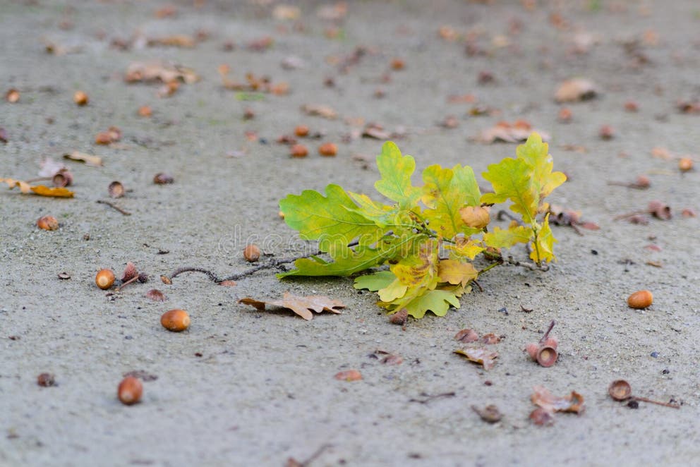 Oak limb stock photo. Image of yellow, nature, nostalgia - 33569538