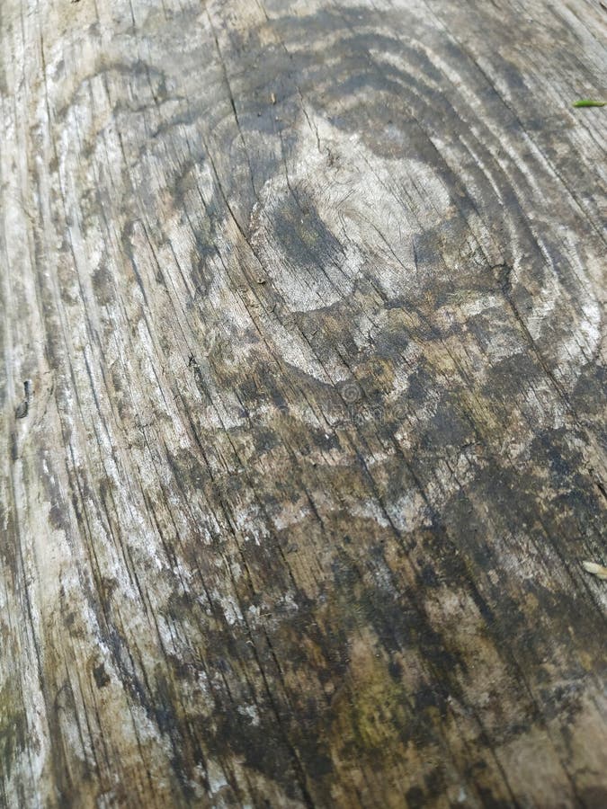 Oak Log with a Bright Texture and Holes Stock Image - Image of branch ...