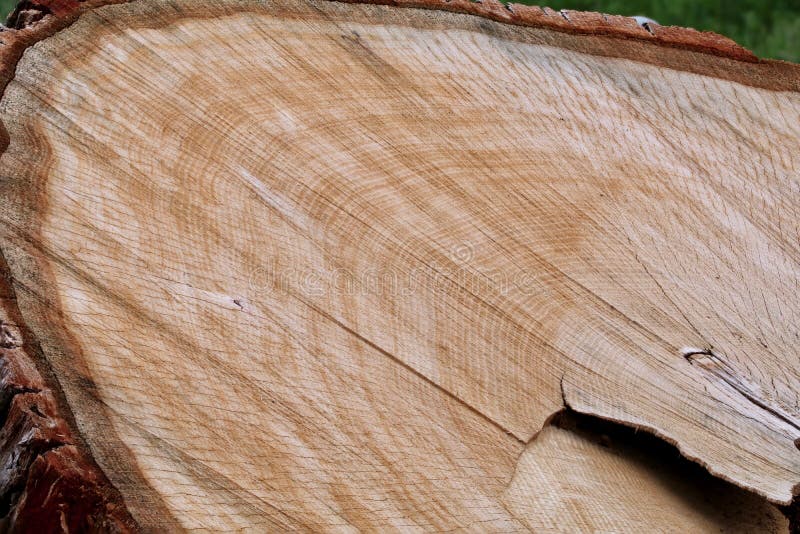 Oak Log Cross Section stock image. Image of forest, dead - 93434453