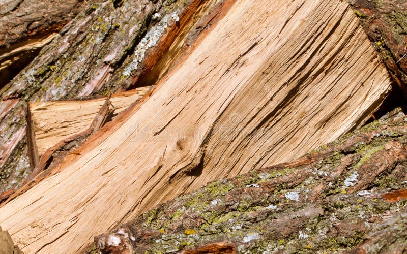 Oak Log Split stock photo. Image of background, forest - 93433594