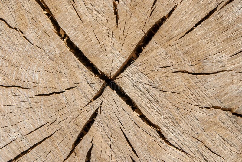 Oak Log Surface As Background Stock Image - Image of background, trunk ...