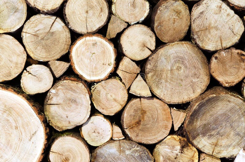 Oak Logs Cutted and Stacked Stock Image - Image of stacked, industry ...