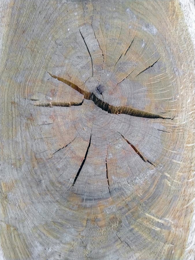 Oak Logs from the End As a Background Stock Image - Image of grain ...