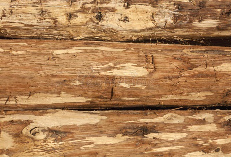 Oak logs texture. stock photo. Image of outdoors, material - 60545384