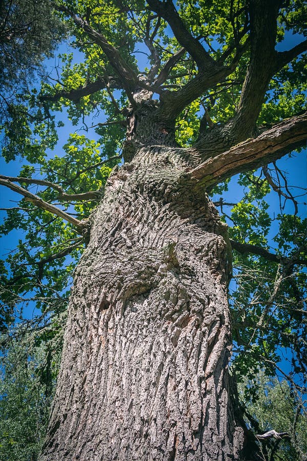 Oak for Many Years. Great Trunk of Oak Stock Photo - Image of wood ...