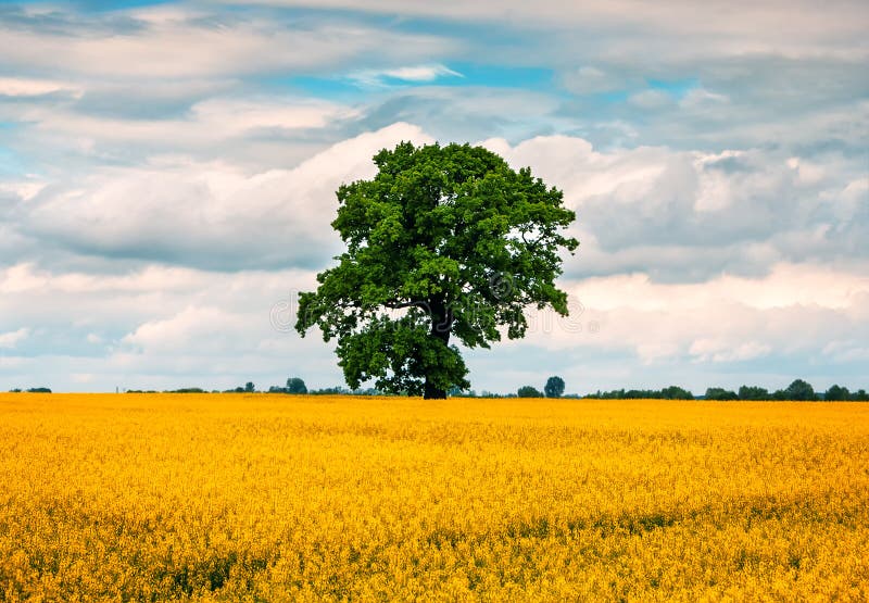 Oak in the Middle of a Field Stock Image - Image of nature, horizon ...