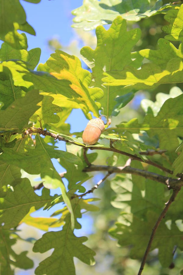 Oak nut stock photo. Image of quercus, wood, plant, fall - 62756500
