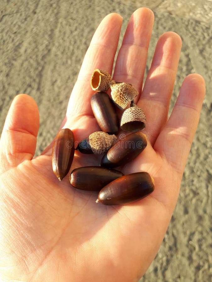Oak nuts stock photo. Image of nuts, ideal - 135577664