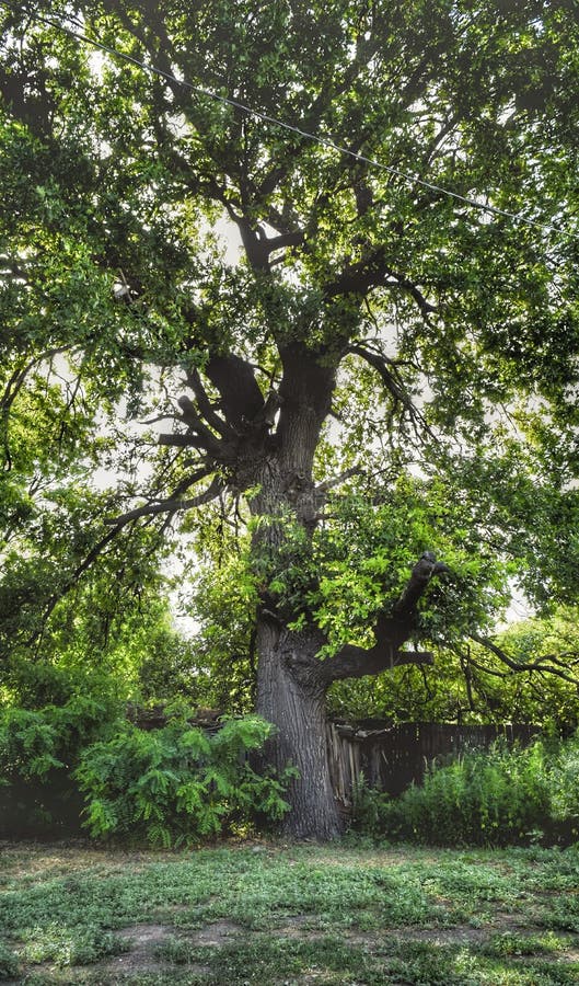 Big old green tree ðŸŒ² stock photo. Image of nature - 223830442