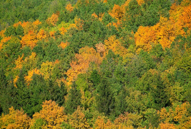 Oak And Pine Forest Royalty Free Stock Images - Image: 27435039