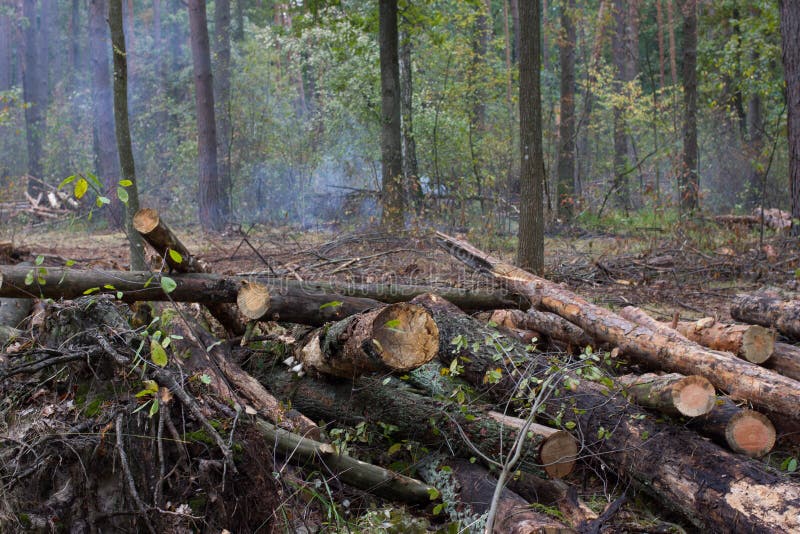 Oak and Pine Stump, Result of Tree Felling. Total Deforestation, Cut ...