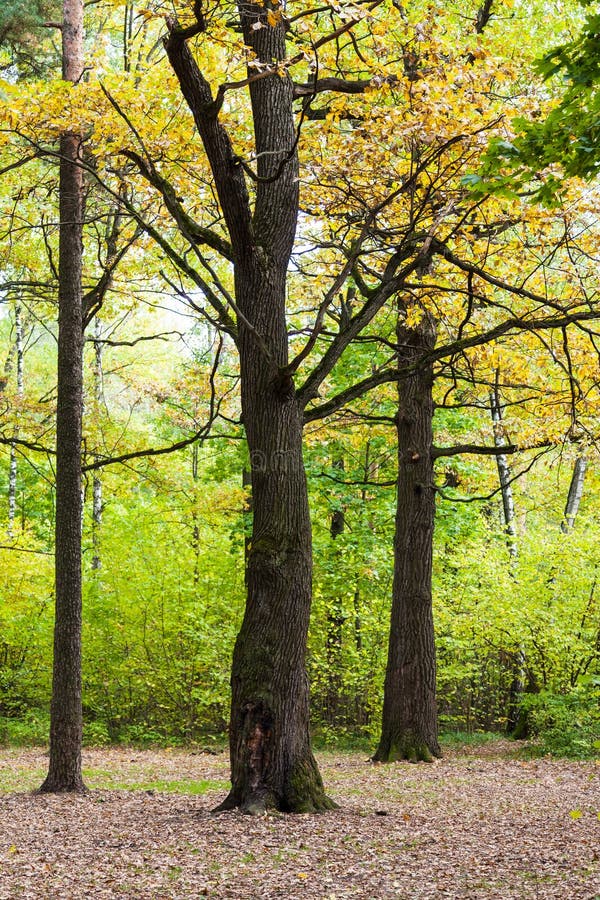 Oak and Pine Trees in Forest in Sunny October Day Stock Image - Image ...