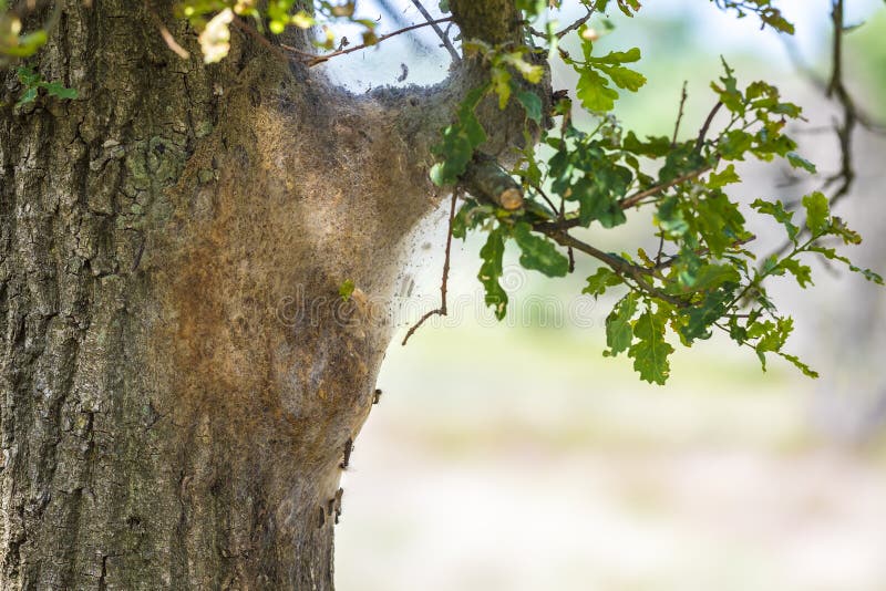 Oak Processionary Caterpillars Thaumetopoea Processionea Nest in a Tree ...