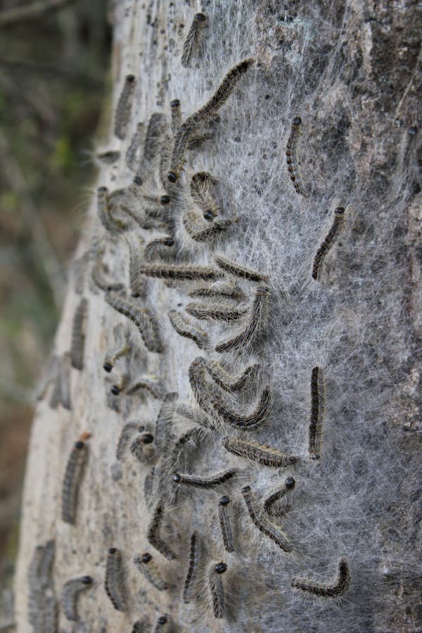 Oak processionary moth stock image. Image of nest, pest - 23440305