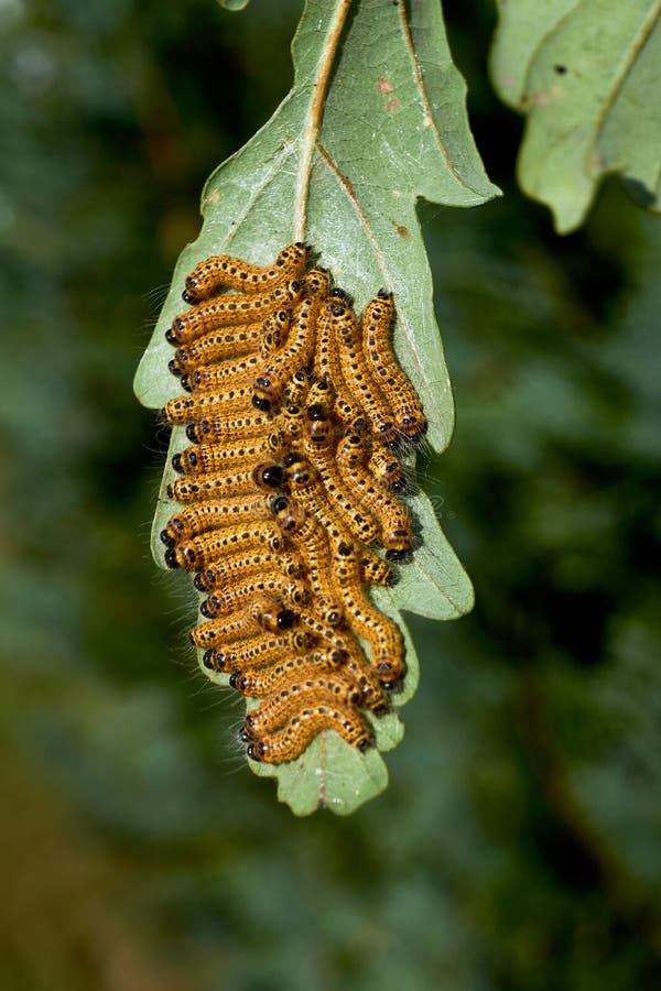 Oak processionary moth stock image. Image of natural - 138709263