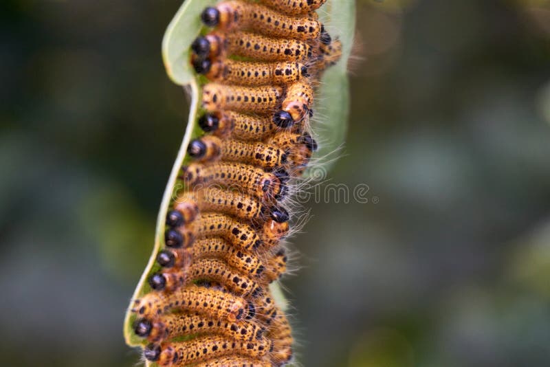 Oak processionary moth stock photo. Image of natural - 138709258