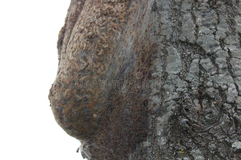 Oak Processionary Moth on a Tree Stock Image - Image of caterpillar ...
