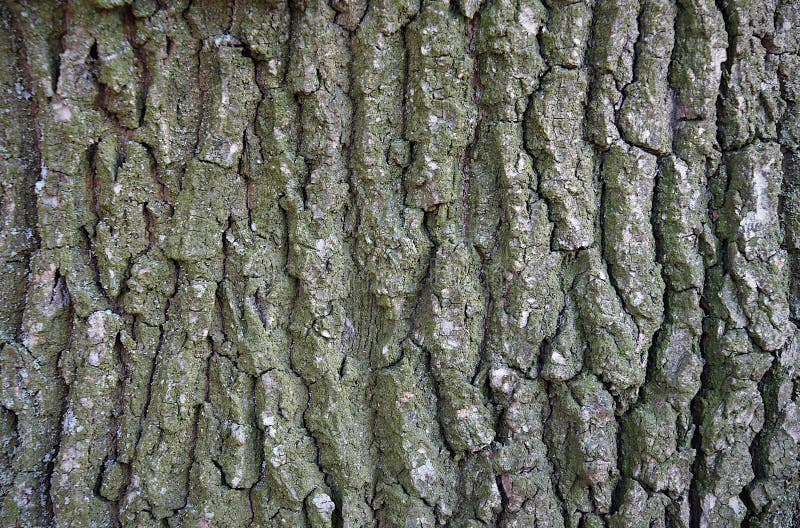 Oak bark texture stock image. Image of rough, grey, forest - 234857077