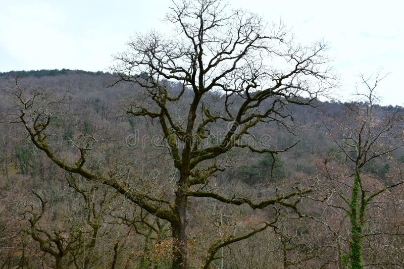 Oak (Quercus) tree stock photo. Image of bare, tree - 308570660