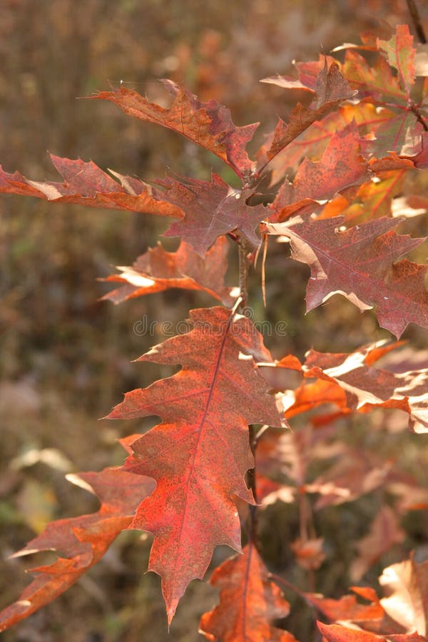 Oak stock photo. Image of nature, daytime, leaf, autumn - 63526654