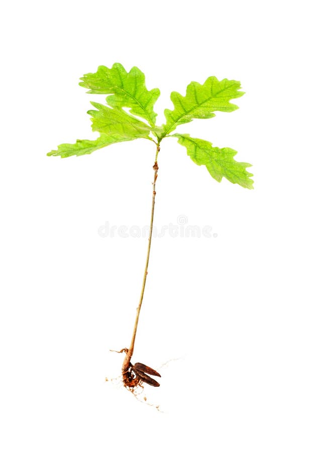 Oak Tree Seedling with Roots Stock Photo - Image of delicate, botanical ...