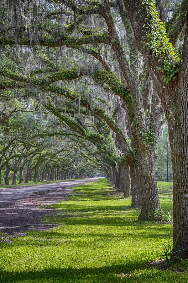 Oak Row stock photo. Image of colonial, georgia, spanish - 101834264