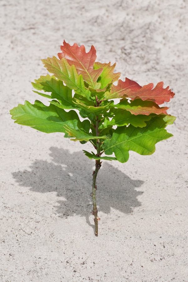 Oak sapling stock image. Image of hope, fertility, burgeon - 25689659