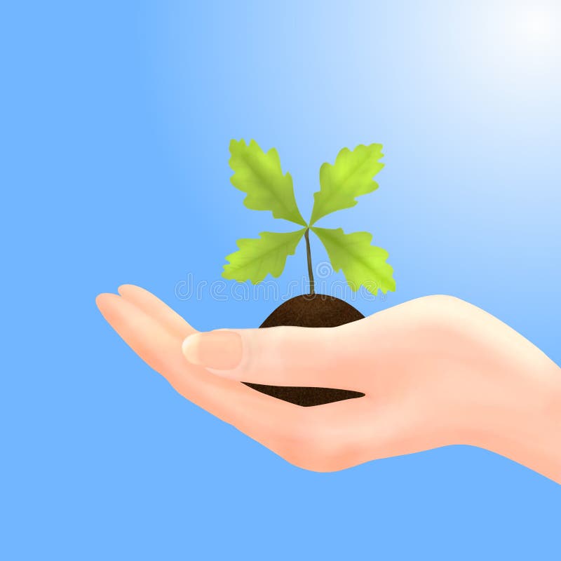 Oak Sapling in Hand with Blue Sky Stock Illustration - Illustration of ...