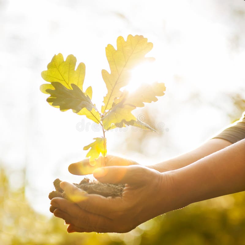 Oak sapling in hands. stock image. Image of beautiful - 36678405
