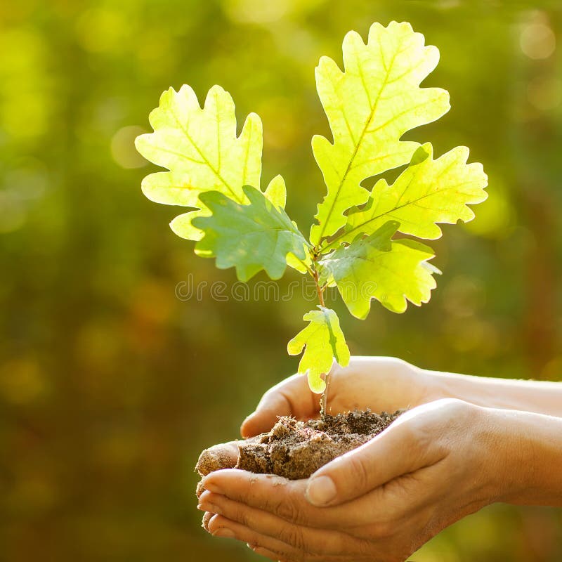 Oak sapling in hands stock image. Image of freedom, child - 34129591