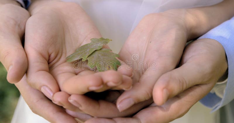 Oak Sapling in Hands. the Leaves of Rays of Sunlight Stock Image ...
