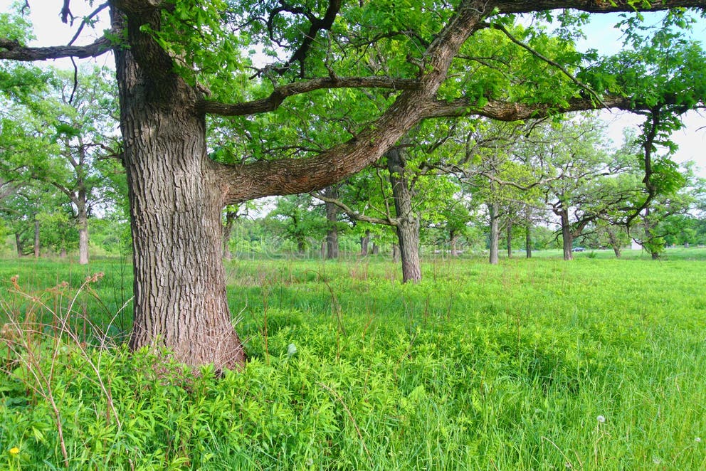 Oak Savanna in Illinois stock image. Image of landscape - 27325275