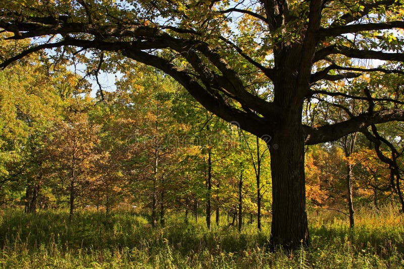Oak Savannah Tree stock image. Image of preserve, tree - 6779483