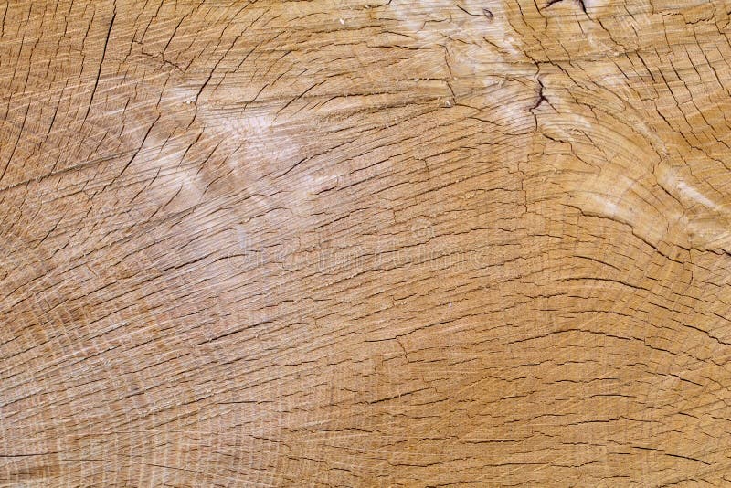 Oak Section Complex stock photo. Image of macro, bark - 96491826