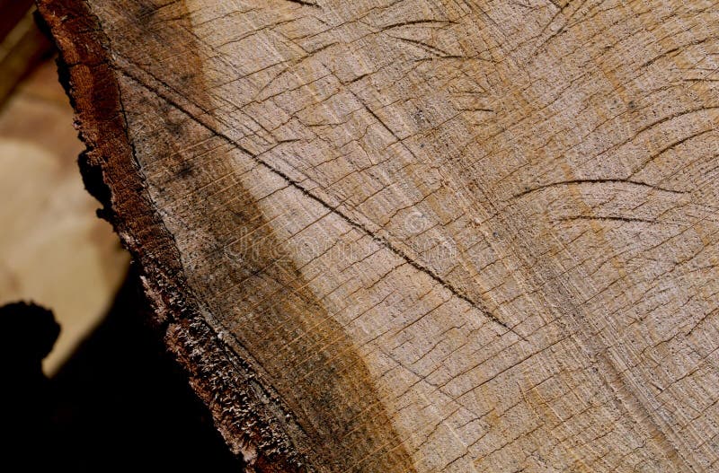 Oak Section with Grooves stock image. Image of crease - 96485501