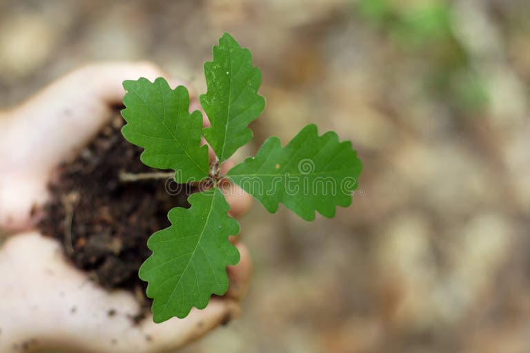 Oak Tree Seedling Roots Stock Photos - Free & Royalty-Free Stock Photos ...
