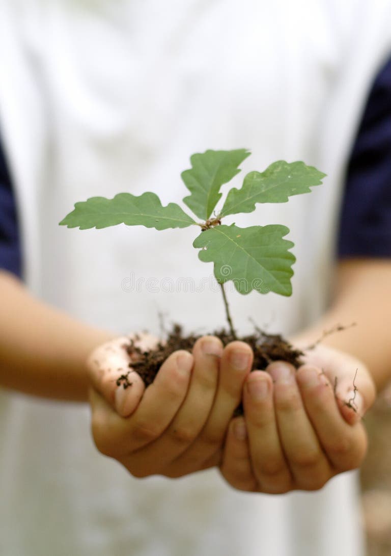 2,265 Oak Seedling Stock Photos - Free & Royalty-Free Stock Photos from ...